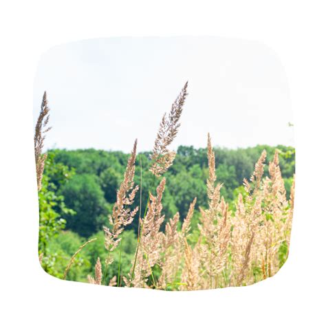 Grassland Bng Units For Sale Gaia