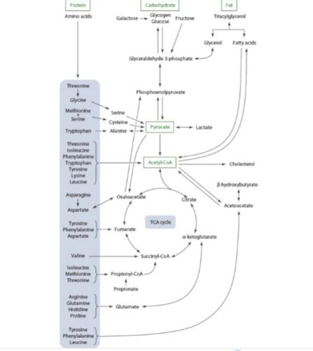 Nutr 3000 Final Exam Flashcards Quizlet