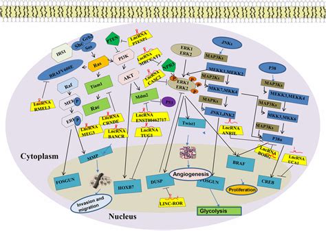 Differential Expression Of Long Non Coding Rnas As Diagnostic Markers