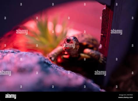 Eastern Box Turtle In An Enclosure With A Red Light And A Plant Stock