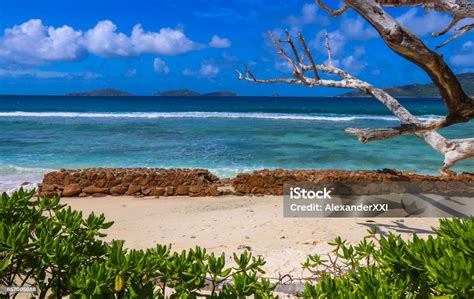 라 디 구에 섬 정글 및 그랜드 안 세 몸집이 작은 코코스 카이만 Fourmis Banane 그 로슈 Gaulettes