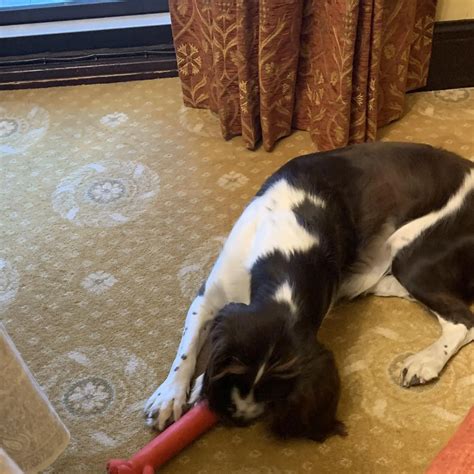 Say Hello To Ruby The Cocker Spaniel English Purina Uk