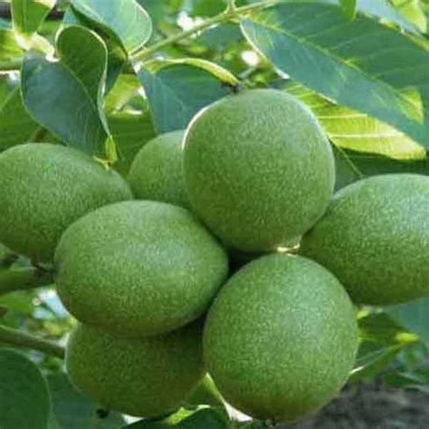 Fernette Ceviz Fidanı