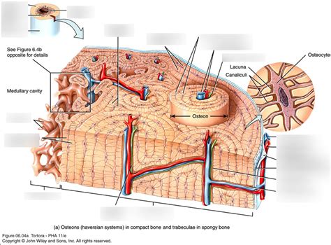 64 Osseous Tissue Diagram Quizlet