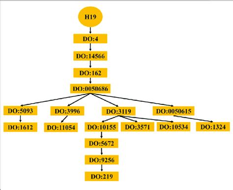 Diseases Associated With Lncrna H19 Lncrna Long Noncoding Rna Download Scientific Diagram