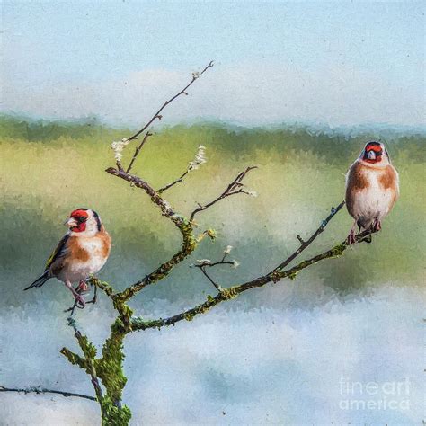 Two European Goldfinches Carduelis Carduelis Digital Art By Liz Leyden