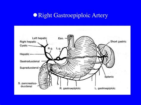 Ppt Ischaemic Heart Disease Powerpoint Presentation Free Download