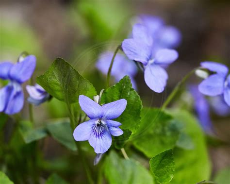 Skov Viol Får Tidliger Flotte Små Violette Violblomster