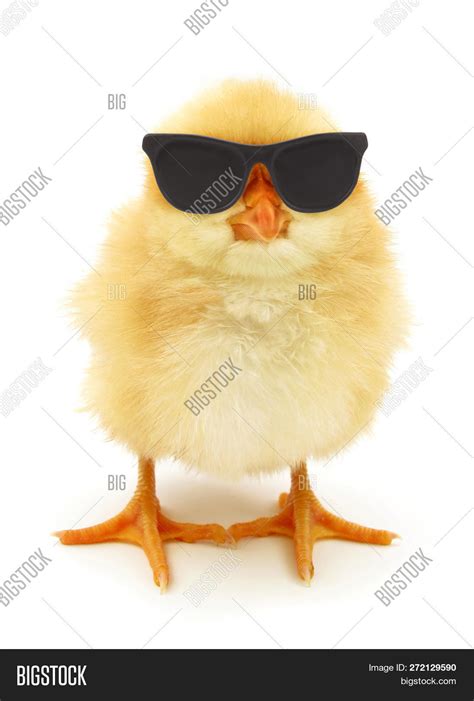 Crazy Chick Cool Black Image And Photo Free Trial Bigstock