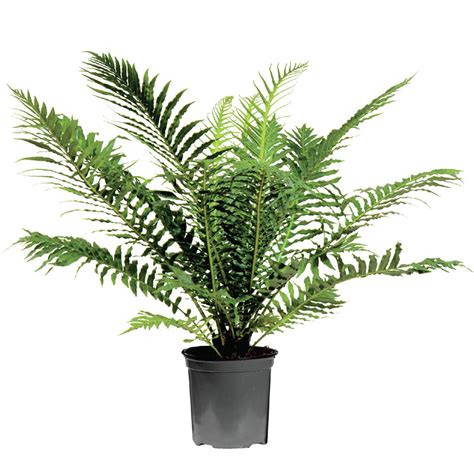 Blechnum Silver Lady