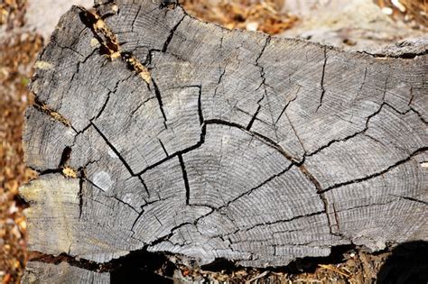 Premium Photo Cross Section Of The Tree