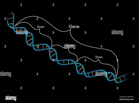 Exon Intron Structure Of Genes And Dna Illustration The Double Helix