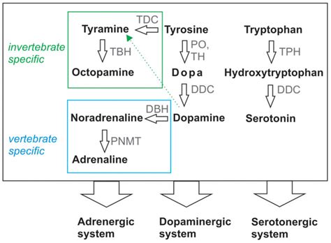 Dbh Dopamine β Hydroxylase Ddc Dopa Decarboxylase Pnmt Phenyl Download Scientific Diagram