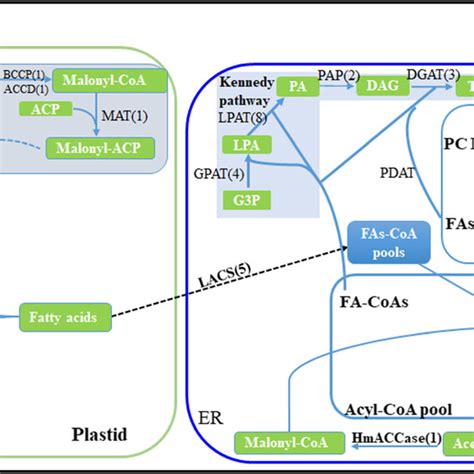 Three Enzymes Gpat Lpat And Dgat Determine The Tag Structure In The Download Scientific