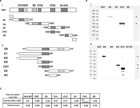 Creb Bindingprotein Immunopaedia