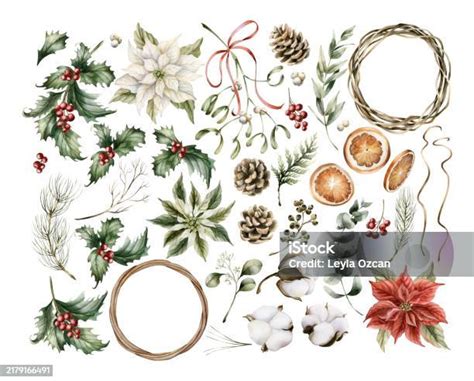 겨울 꽃 홀리 베리 포인세티아 겨우살이 유칼립투스 솔방울 및 가지 면화 및 건조 오렌지 조각 솔방울 코니퍼 방울에 대한 스톡 벡터 아트 및 기타 이미지 Istock
