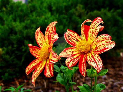 The Dalmation Daisy Twins By Hopptography On Deviantart