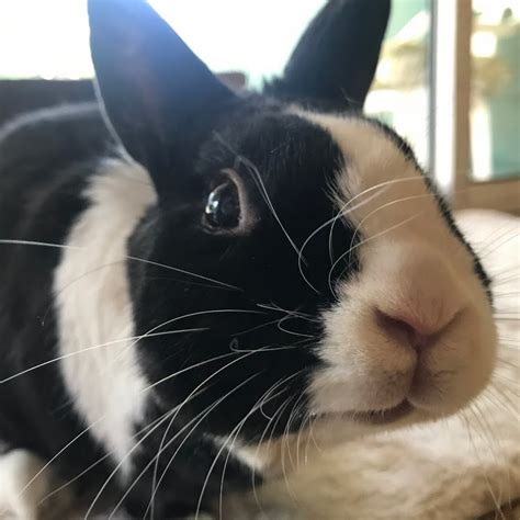 Monique Noel Youtube