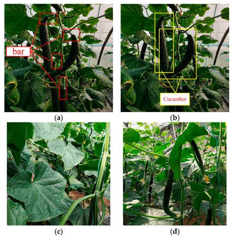 Agronomy Free Full Text Cucumber Picking Recognition In Near Color