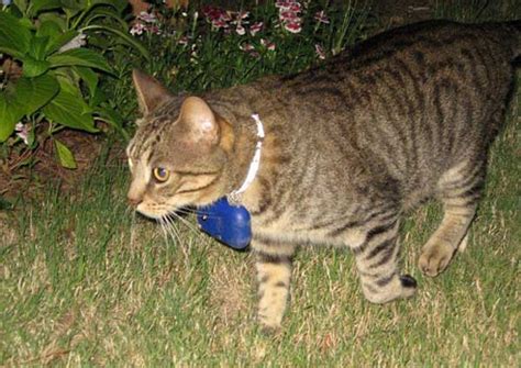 Kitty Cams Reveal Shocking Truth Mother Jones