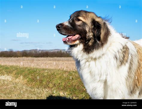 Grand Chien Des Pyrénées Ou Chien De Montagne Des Pyrénées Banque De