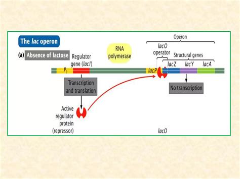 Gene Expression In Prokaryotes Pptx Chemistry Science
