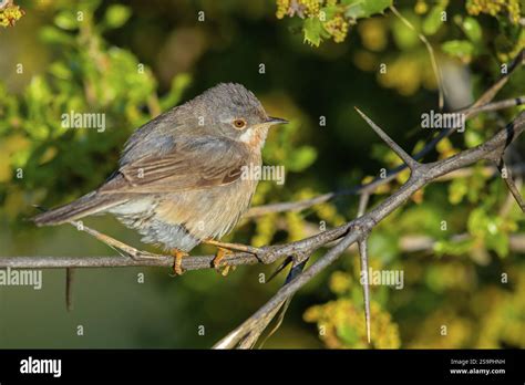 White Bearded Warbler Warbler Sylvia Cantillans Perch Biotope