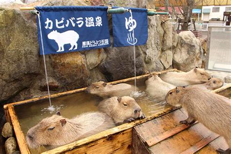 5 Singaporeans Share Awkward First Time Japanese Onsen Stories