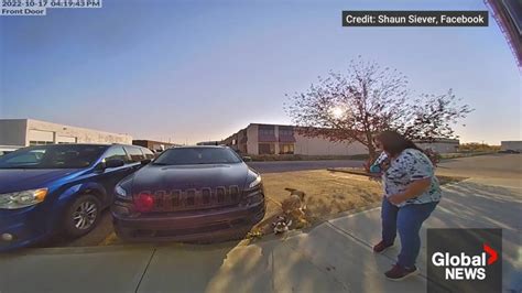 ‘prey Switching Blamed For Death Of Toronto Singer Mauled By Coyotes 13 Years Ago Globalnewsca