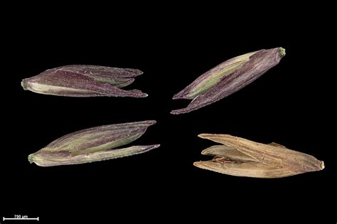 Panicum Nephelophilum Seeds Of Hawaii