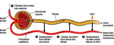 Functioning Of Nephron Class 10 Cbse Class Notes Online Classnotes123