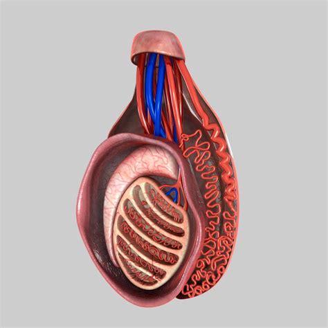 Testis Anatomy Model