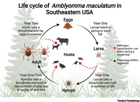 Amblyomma