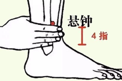 悬钟准确位置图和作用及功效 爱医医