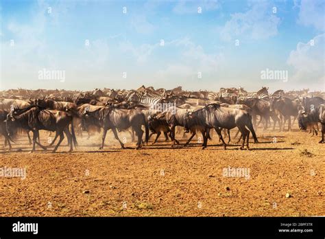 Large Herds Of Wildebeest And Zebra During Migration Season In