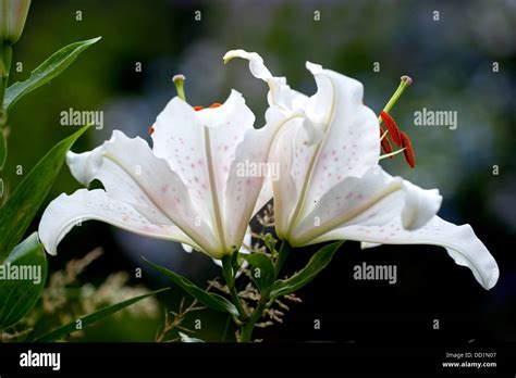 White Lily Flower Lilium Garden Kent UK Stock Photo Alamy