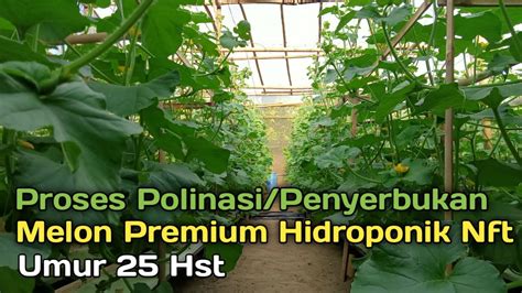 Tahap Polinasi Penyerbukan Melon Hidroponik Nft Youtube