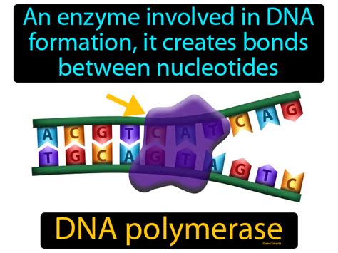 DNA Polymerase Simple Definition - Radience