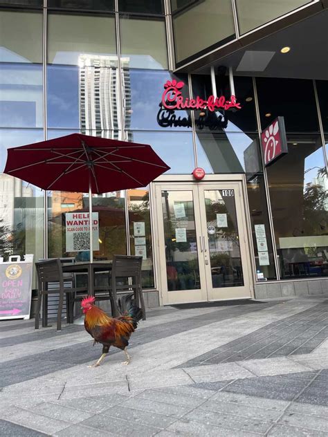 Overview For Janecaron