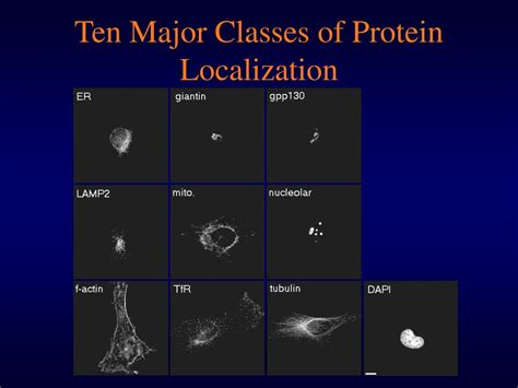 Ppt Classification Of Protein Localization Patterns In 3 D Powerpoint