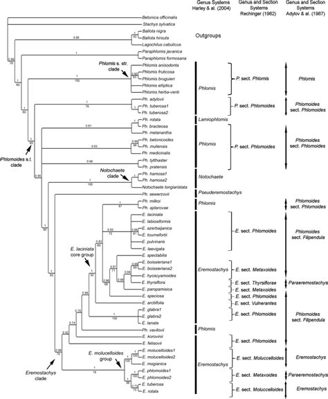 Strict Consensus Tree Of 8000 Trees Inferred From Bayesian Analysis Of