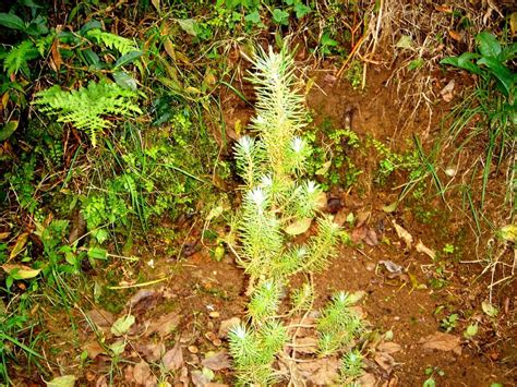 100 Free Pinus Pinea Images