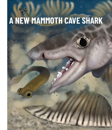 Ancient Prehistoric Shark Evolution Shark Week Safari Ltd