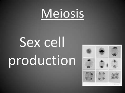 Ppt Meiosis Powerpoint Presentation Free Download Id2579519