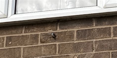 What Is This Small Metal Loop Protruding From Our House Wall Rcasualuk