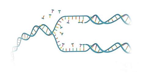 Replication Wall Art For Sale By Science Photo Library