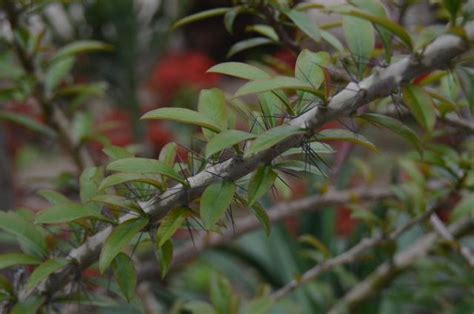 最原始的仙人掌Pereskia bleo 櫻麒麟少見的長葉品種 每日頭條