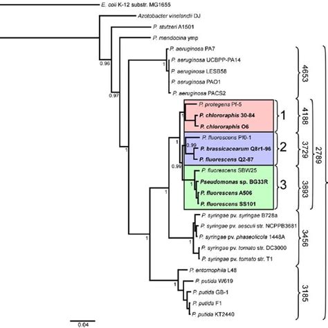 Strains Of The Pseudomonas Fluorescens Group Download Table