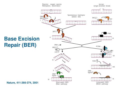 Ppt Base Excision Repair Powerpoint Presentation Free Download Id