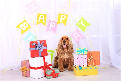 Cocker Spaniels Special Birthday Party At Doggy Day Care Has People So